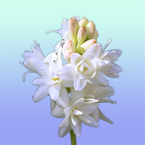 گل مریم فروشگاه رز سیاه