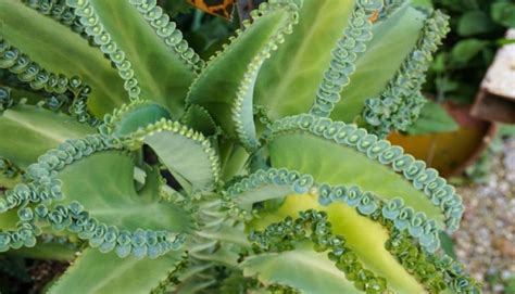 Asegurá El éxito De Tu Negocio Con Esta Planta Que Debes Colocar En El