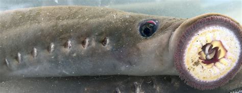 Transoceanic Migration Of Pacific Lamprey Hjtvf