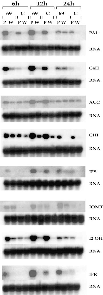 Rna Gel Blot Analysis Of Isoflavonoid Pathway Transcripts In