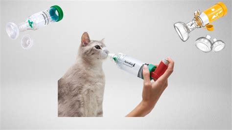 Best Cat Inhaler Masks For Asthma In 2025 Ultimate Comparison Technomeow