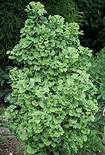 Dwarf Ginkgo Tree Ginkgo Biloba ‘spring Grove 3 Year Plant Patio Lawn And Garden