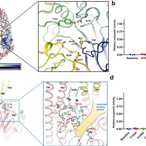 Substrate Binding Pocket And D K Loop In Hsmpd2 A Heatmap Of The Download Scientific Diagram