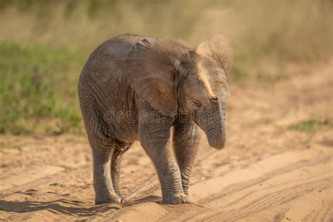 African Elephant Baby Squirting Sand Over Itself Stock Image Image Of Endangered Bush