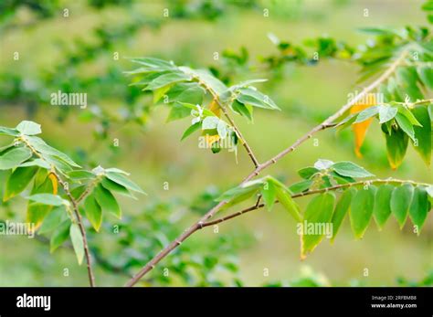 Calabura Jam Tree Or Jamaican Cherry Or Malayan Cherry Or Muntingia Calabura L Or Muntingiaceae