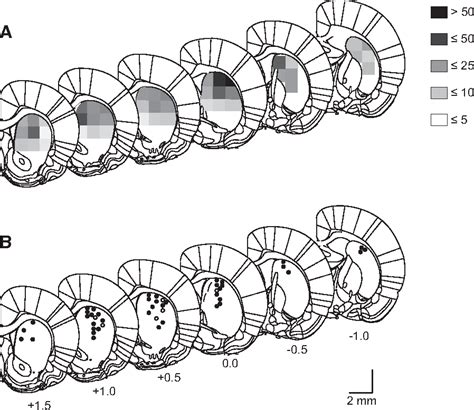 Figure 4 From Reward Prediction Error Coding In Dorsal Striatal Neurons