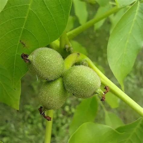 Kiedy i czym pryskać orzechy włoskie