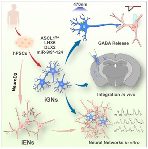 Gabanergic Neuron Differentiation Service From Ipsc Creative Bioarray Creative Bioarray