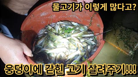 물빠진 웅덩이에 갇힌고기 잡아서 살려주기 물고기종류도 정말 다양하다 Youtube