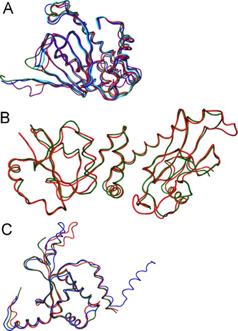 Peptidic Backbone Overlays Of Eukaryotic Hsp90 Domains A N Terminal Download Scientific