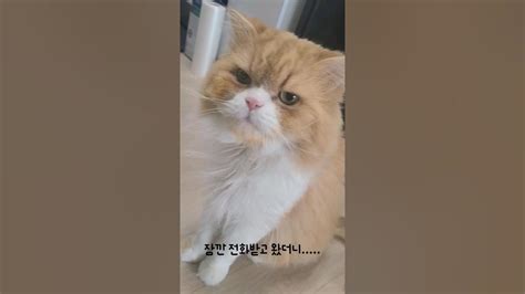 고추참치 훔쳐먹다 걸린 고양이 Youtube