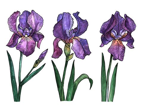 Premium Vector Vector Illustration Of Iris Flowers Hand Drawn Floral Set