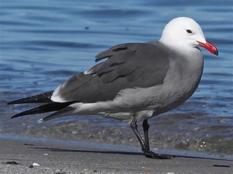21 Types Of Gulls In California With Pictures And Identification
