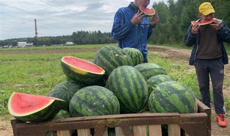 Які кавуни небезпечно купувати та як вибрати якісний продукт Читайте на Ukr Net