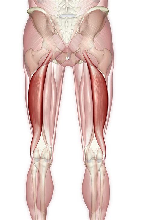 Biceps Femoris Muscle