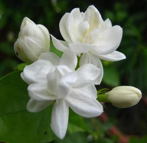 Jasmine Climbing Plant Seeds White Fragrant Dharaseeds