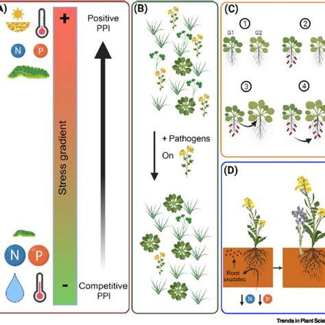 Environmental Effects On Plant Plant Interactions A Stress Gradient Download Scientific