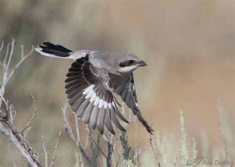 Loggerhead Shrike In Flight Feathered Photography