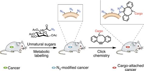 用于癌症靶向治疗的代谢聚糖标记nature Chemistry X Mol