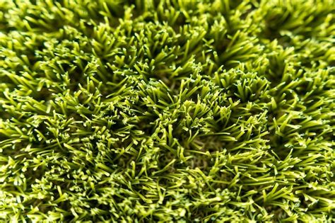 Page 7 Green Sedum Species Images Free Download On Freepik