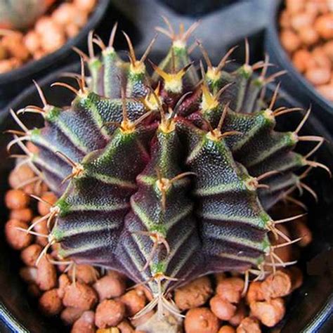 نازبو بذر کاکتوس ژمینو میهانویچی