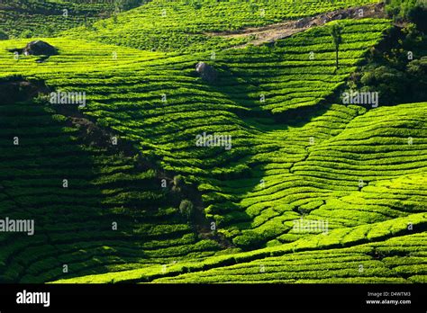 India Tea Plantation Banque De Photographies Et Dimages à Haute
