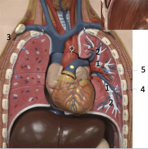 Pulmonary Structure Diagram Quizlet