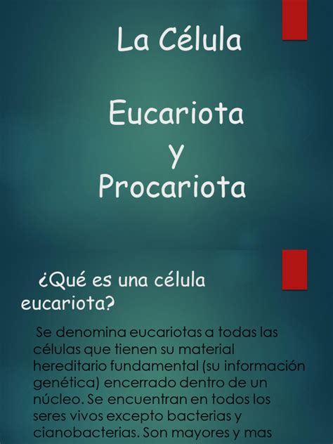 Celulas Eucariotas Y Procariotas Pdf Biología Celular Citoplasma