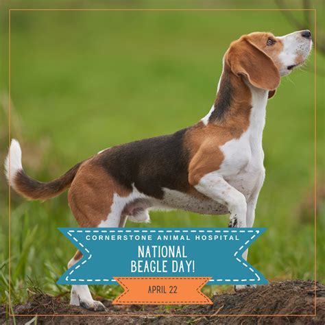National Beagle Day April 22nd Cornerstone Animal Hospital