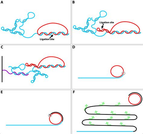 Probe Designs And Methods For Rna Detection A A Padlock Probe Download Scientific Diagram