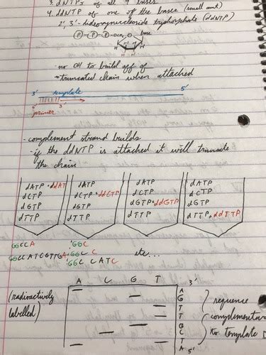 Dna Sequencing Flashcards Quizlet