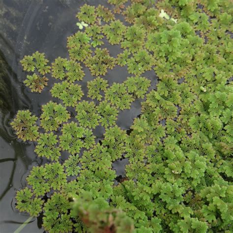 Aquatic Weed Id Guide Jones Lake Management