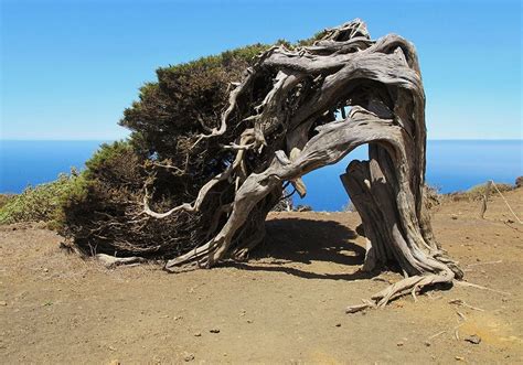 El Viento ¿de Dónde Viene Y Dónde Va