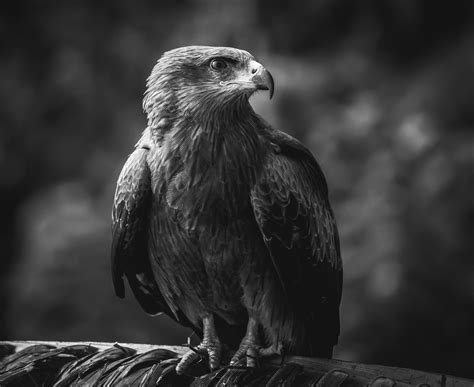 300 Free Grayscale And Nature Images Pixabay