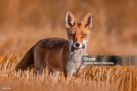 Red Fox Stands On A Harvested Stubble Field With A Mouse In Its Snout