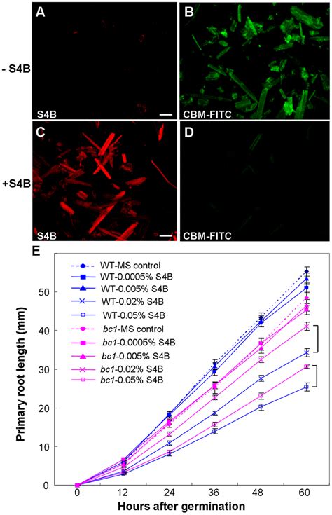 Bc1 Modulates Cellulose Crystallization A D Immunostaining Of Cbm