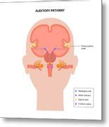 Auditory Pathway 1 By Science Photo Library