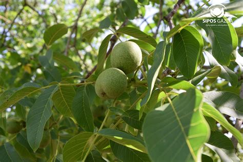 Lehet E Valamit Tenni A Diófa Levelével Sipos Gazda