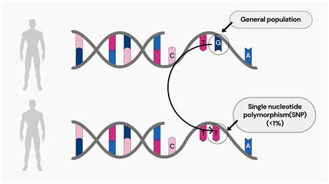 The Basics Of Genotyping Understanding The Fundamentals