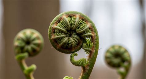 Development Gap → Term