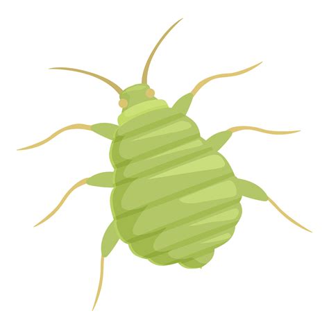 Green Aphid Insect Pest Crawling On White Background 47563178 Vector