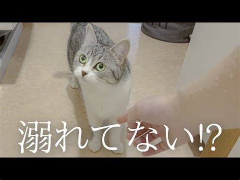飼い主がお風呂で溺れてないか心配しにくる優しい元ママ野良猫 YouTube