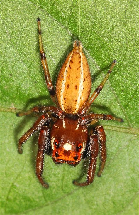 Araña Saltarina De Dos Líneas Colonus Sylvanus Picture Insect