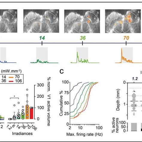 Pdf Functional Ultrasound Imaging Of The Spreading Activity Following