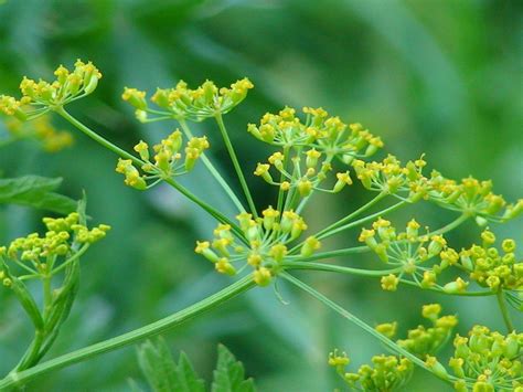 How To Tell Dangerous Wild Parsnip From Other Plants Ottawa Citizen