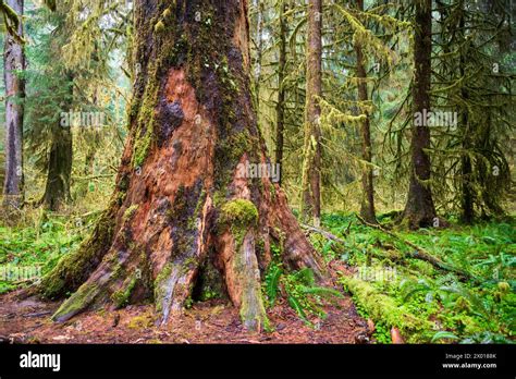 Hoh Rainforest Loop Trail In Olympic National Park At Olympic National