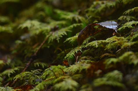 Wet Forest Tinich Fluid Photo