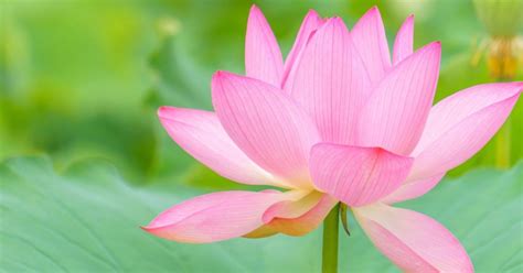 蓮の花の花言葉｜色ごとの意味や由来を紹介します となりのカインズさん