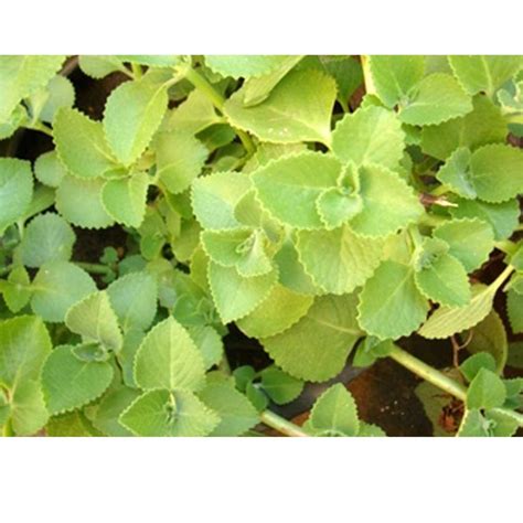 Coleus Aromaticus Xeways Jitco