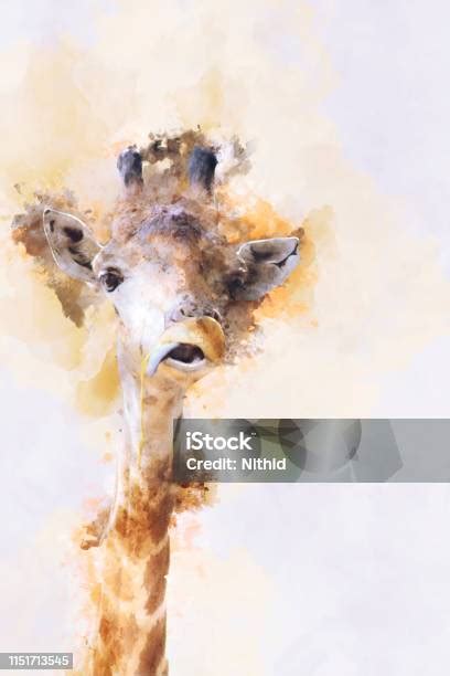 혀가 튀어 나와 기린의 수채화 초상화 이미지 디지털 일러스트레이션 기린에 대한 스톡 사진 및 기타 이미지 기린 갈색 귀여운 Istock